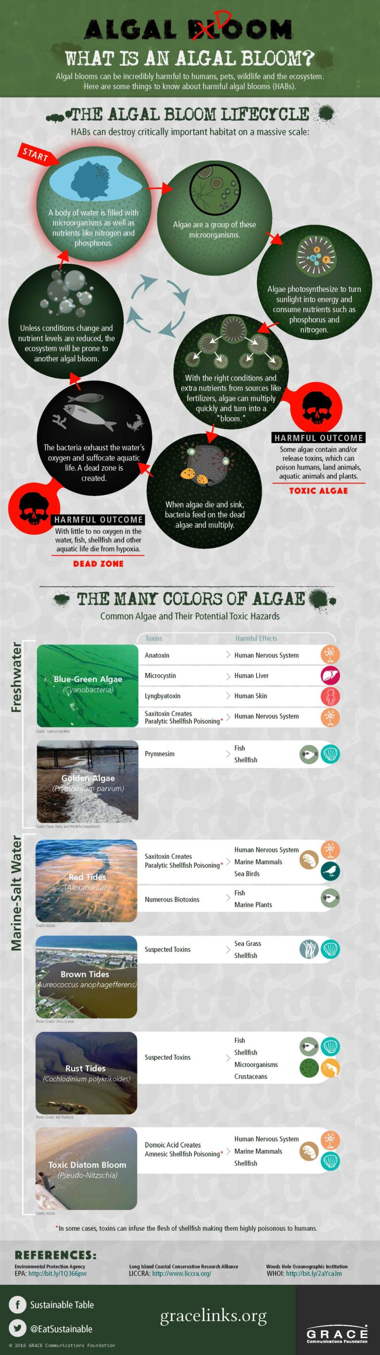 Algal Blooms: The Many Colors of Algae and Their Potential Hazards
